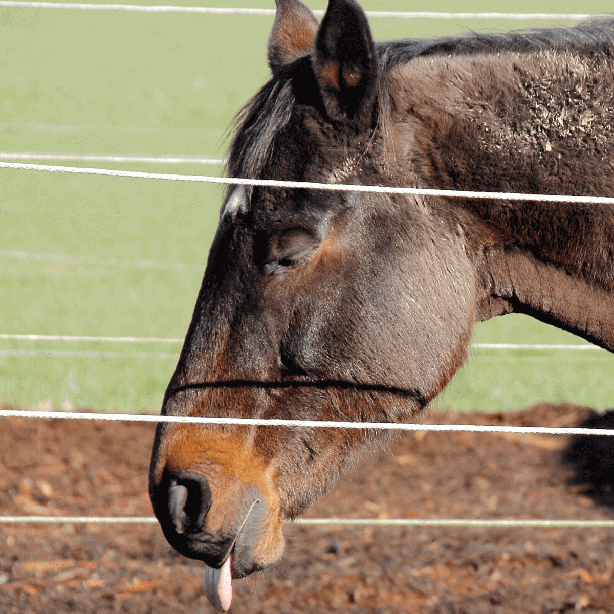 Common Horse Diseases - Cave Creek Equine™