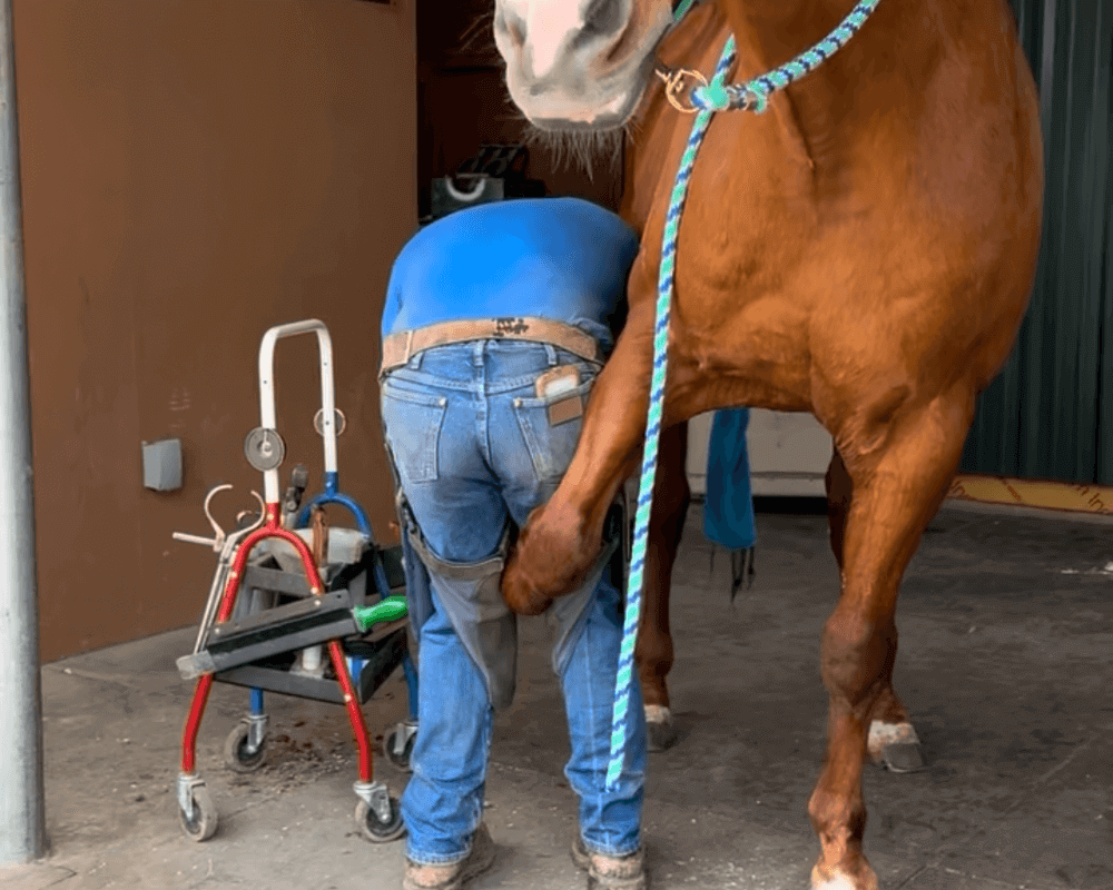When You Should Shoe Your Horse - Cave Creek Equine™